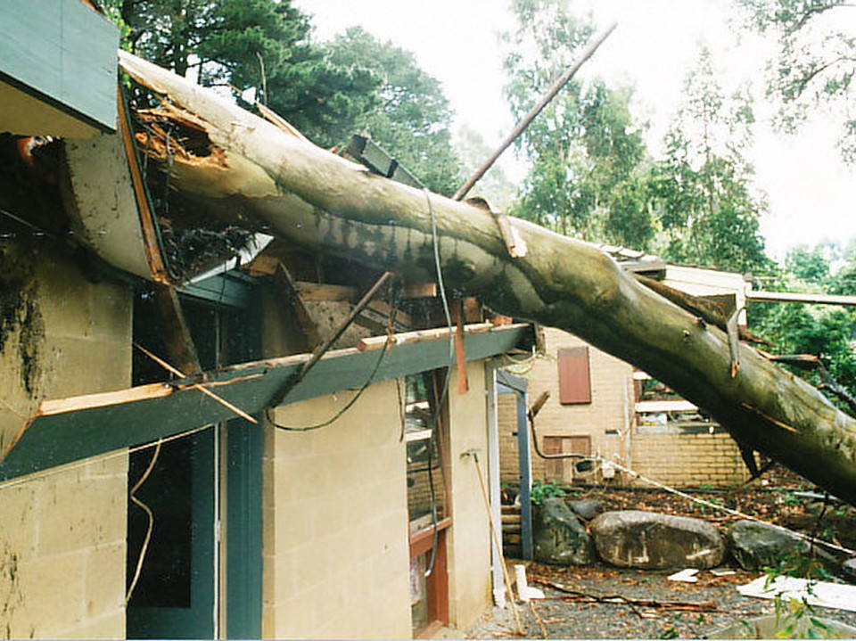 Tree Cases, Arborist Reports, Tree Reports, Project Arborist